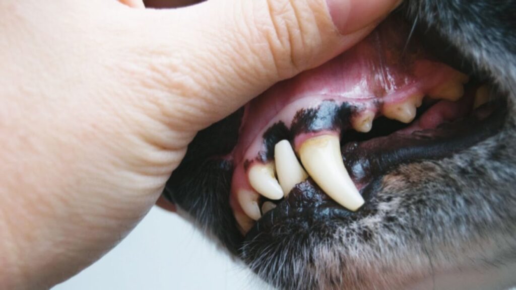 How to Check Your Dog or Cat's Blood Circulation - Brigth Pets